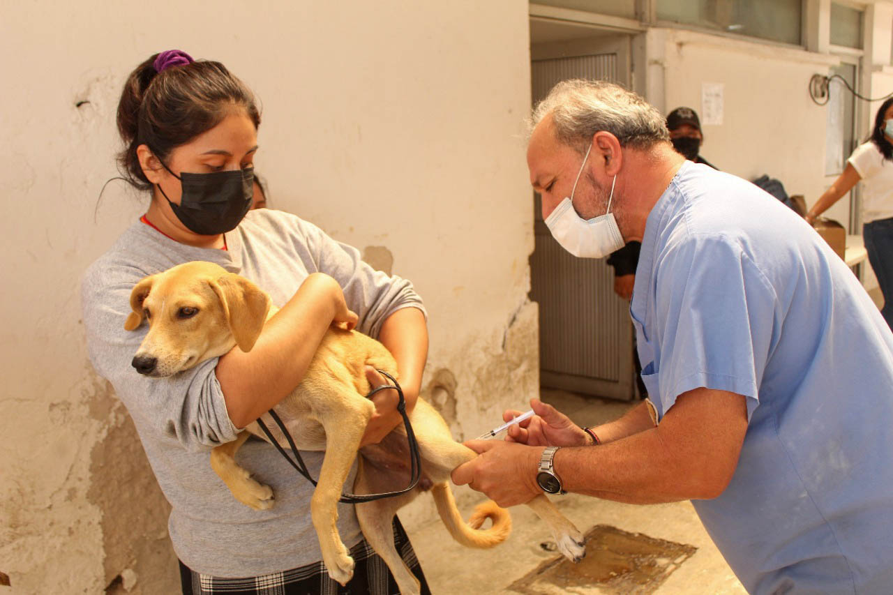 Un Éxito La Primera CampaÑa Gratuita De EsterilizaciÓn Canina El